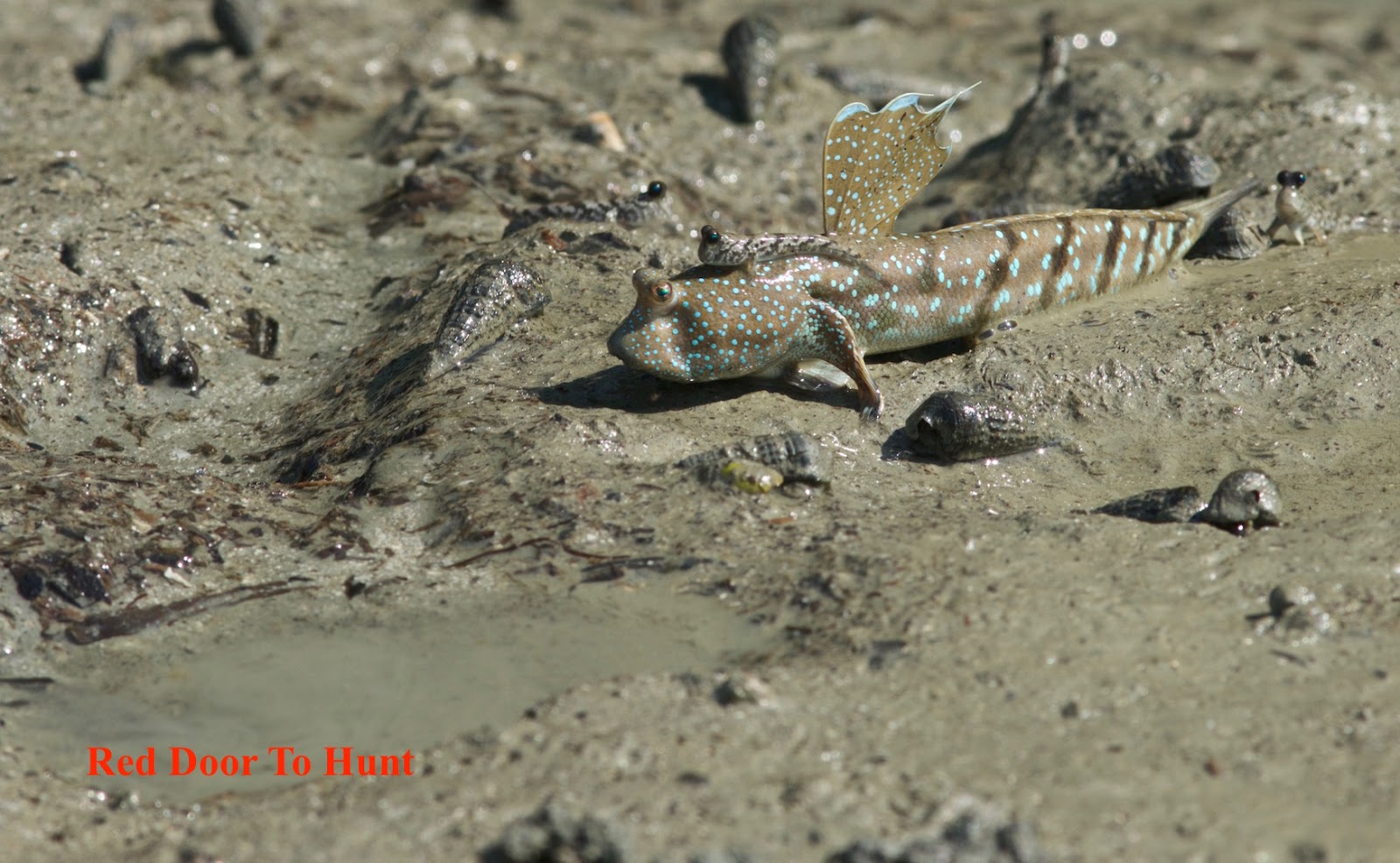 RED Door To Hunt: Pertarungan Ikan Tembakul/ Ikan Belacak ...