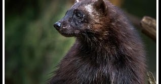 Zippiknits Sometimes: Tuesday Tails: extremely rare Wolverine shot dead ...