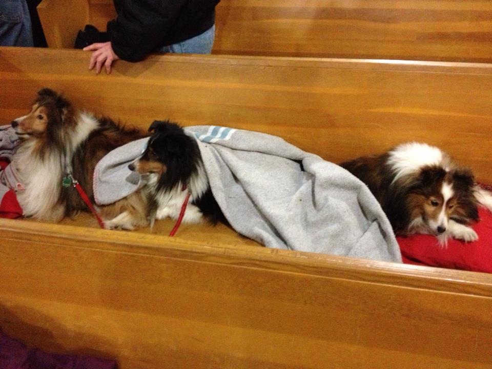 Searched "Catholic Dog Pictures"--Results Were Absolutely HILARIOUS ...