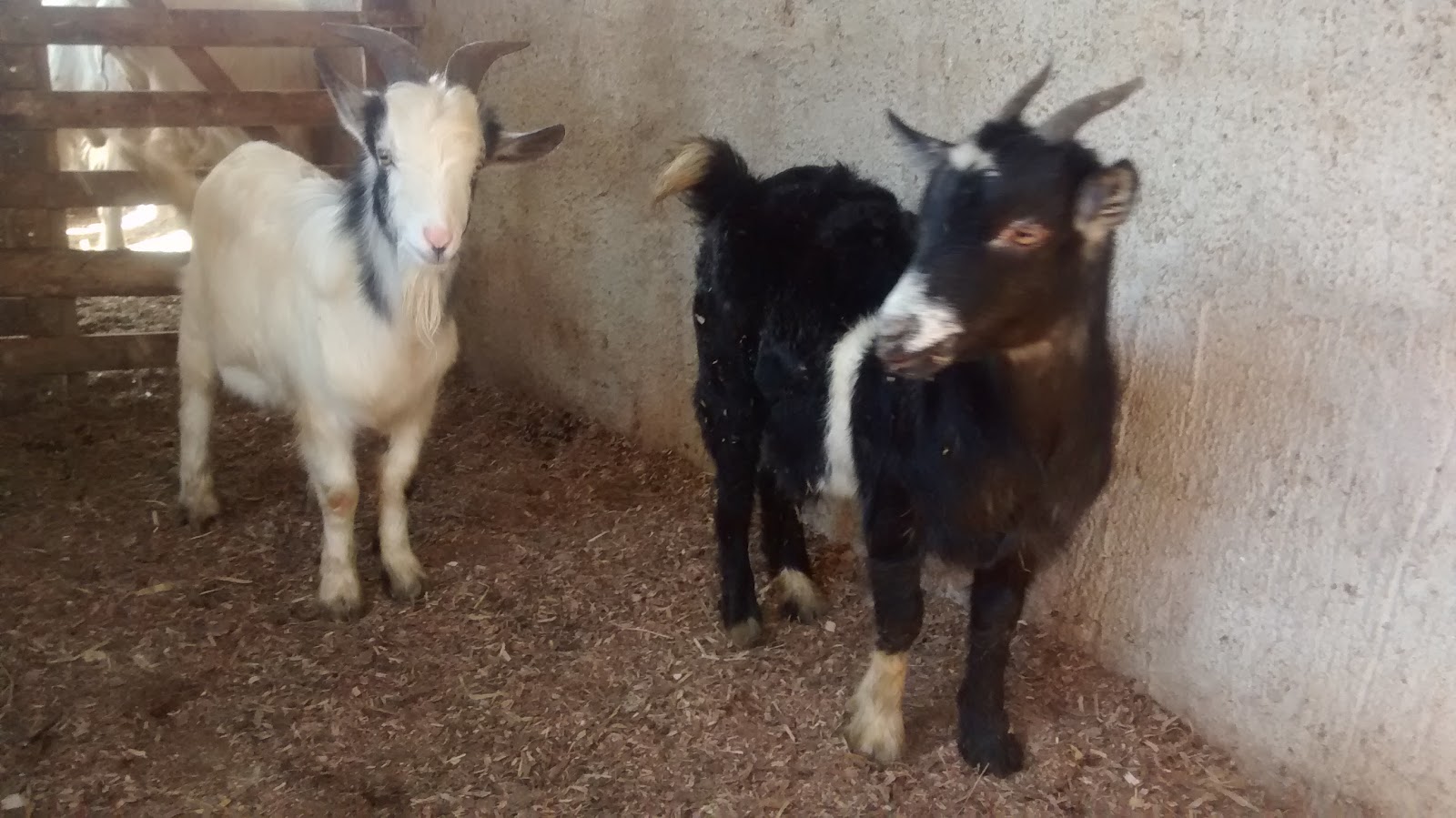 SÍTIO MORADA DAS AVES: Mini Cabras