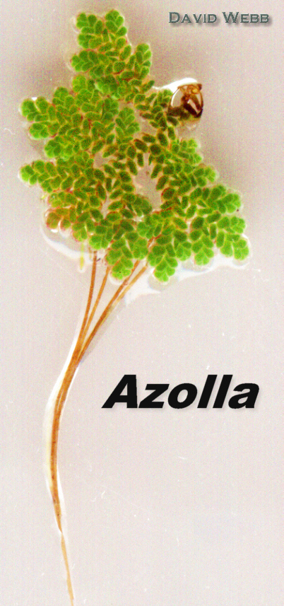 Azolla pinata: Pengertian Azolla
