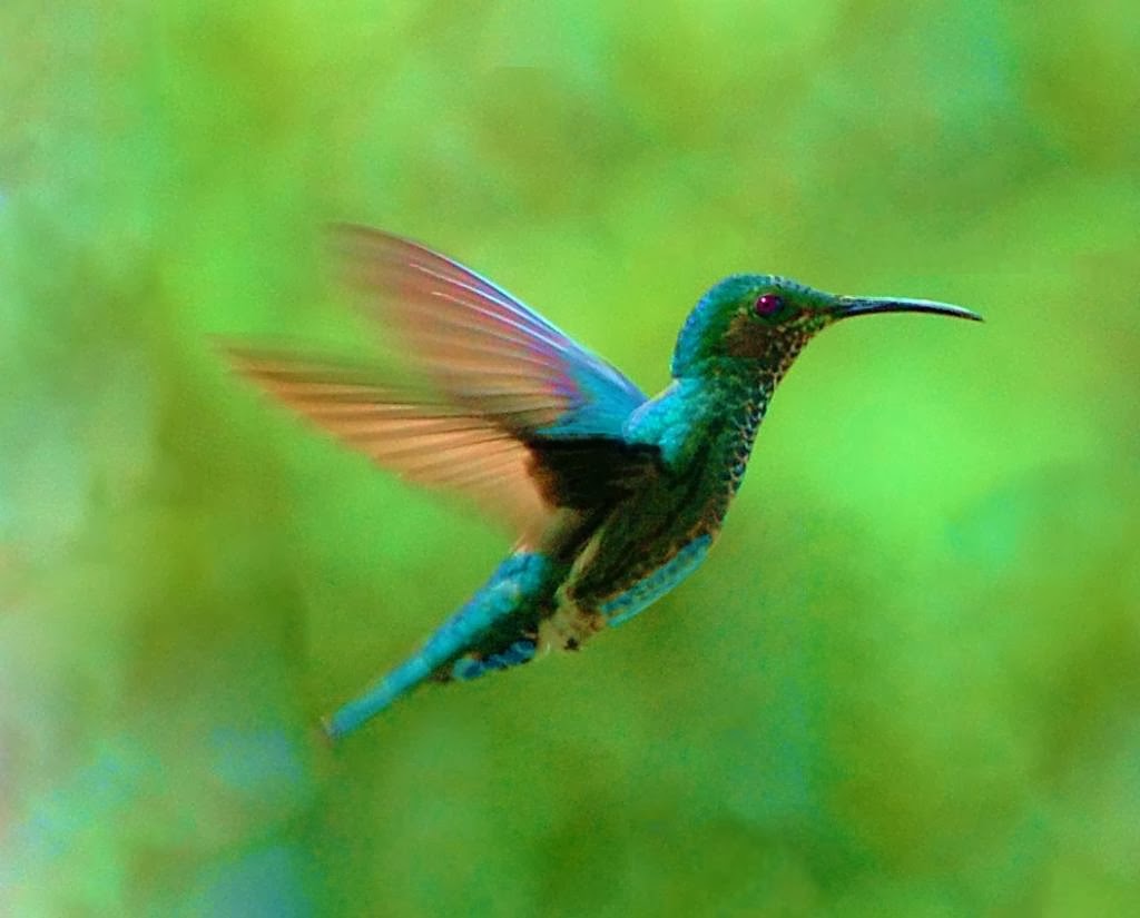 blog do Dr. Lima: O COLIBRI