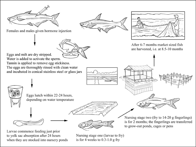 Greek Aquaponics Ενυδρειοπονία: Pangasius hypophthalmus ΠΑΝΓΚΑΣΙΟΥΣ