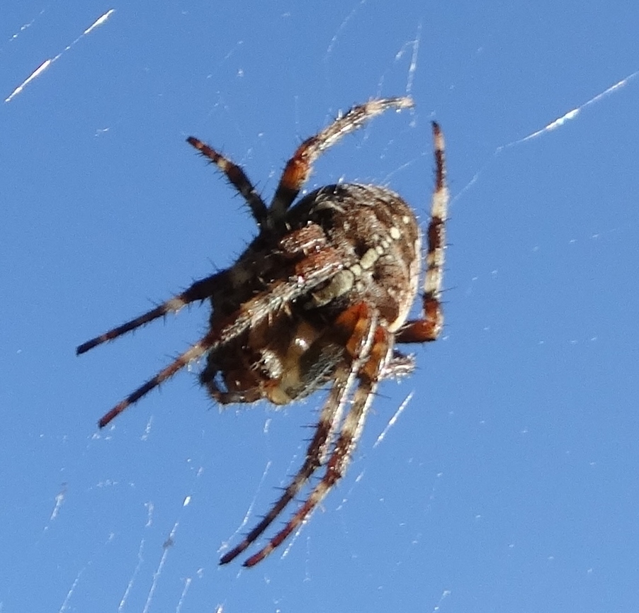 oog voor de natuur: Kruisspin (Araneus diadematus).