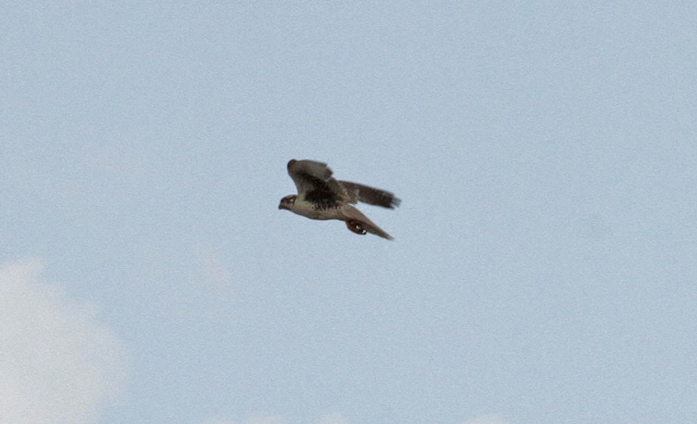 Pioneer Birding: WY - do large falcons hover?