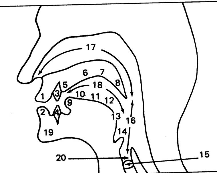 Cakna Bahasa: Artikulasi dan Artikulator