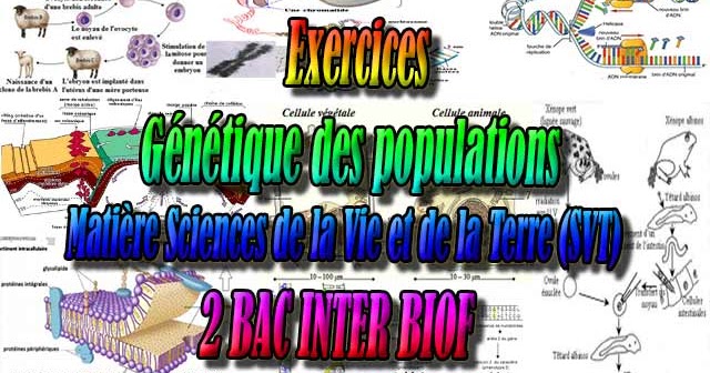 Exercices Génétique des populations 2 bac biof PDF