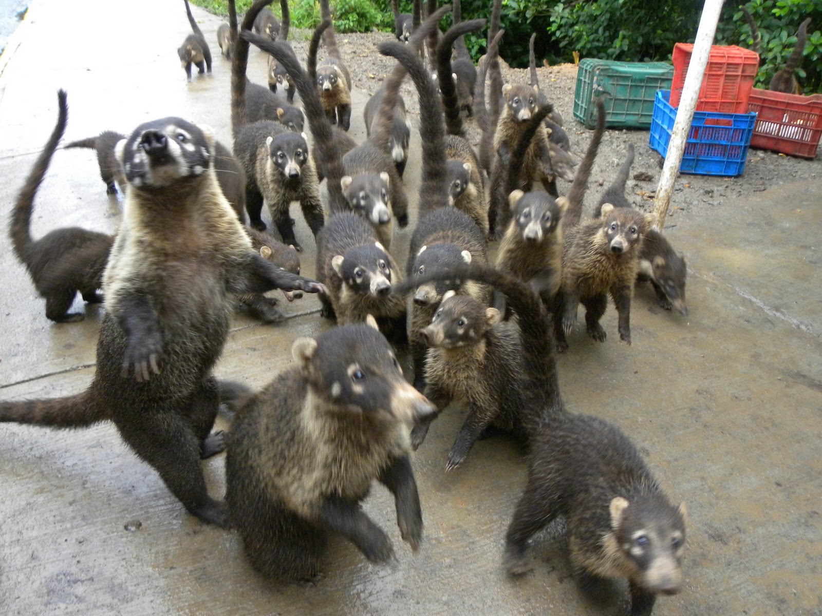 GringaTicaCostaRica: My Pizote