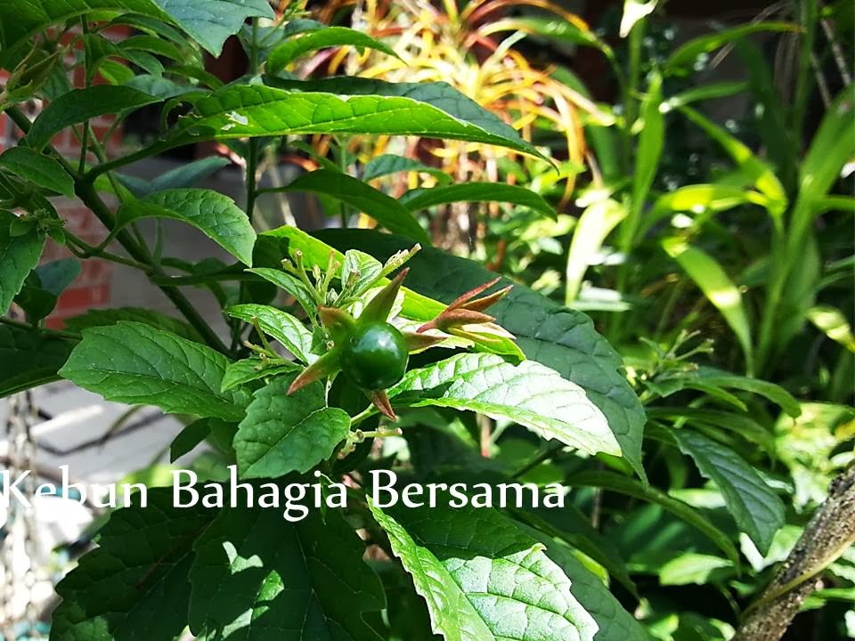 Kebun Bahagia Bersama: Kembang Bugang