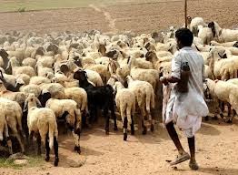 Nehaarika's Blogspot: Sheep Rearing