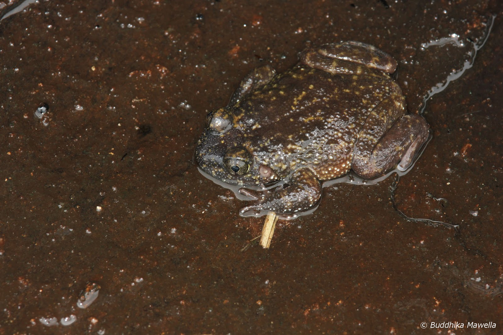 Lanka Nature Summary: Marbled rock frog (Nannophrys marmorata)