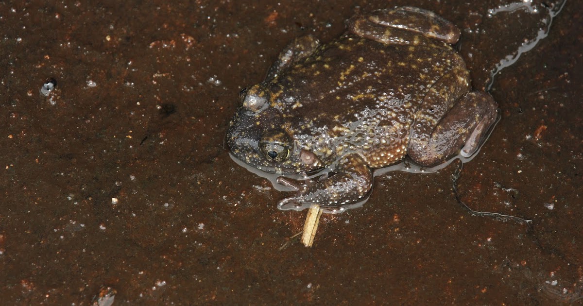Lanka Nature Summary: Marbled rock frog (Nannophrys marmorata)