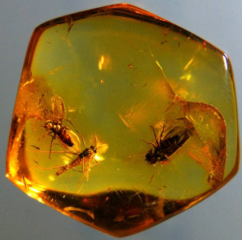 CARPE DIEM: ÁMBAR... "Lo que flota en el mar"