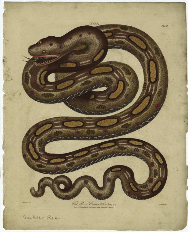 digital chicken scratches: boa constrictor illustrations