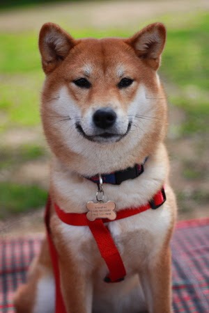 Anjing Paling Bahagia di Muka Bumi | RUPA DUNIA