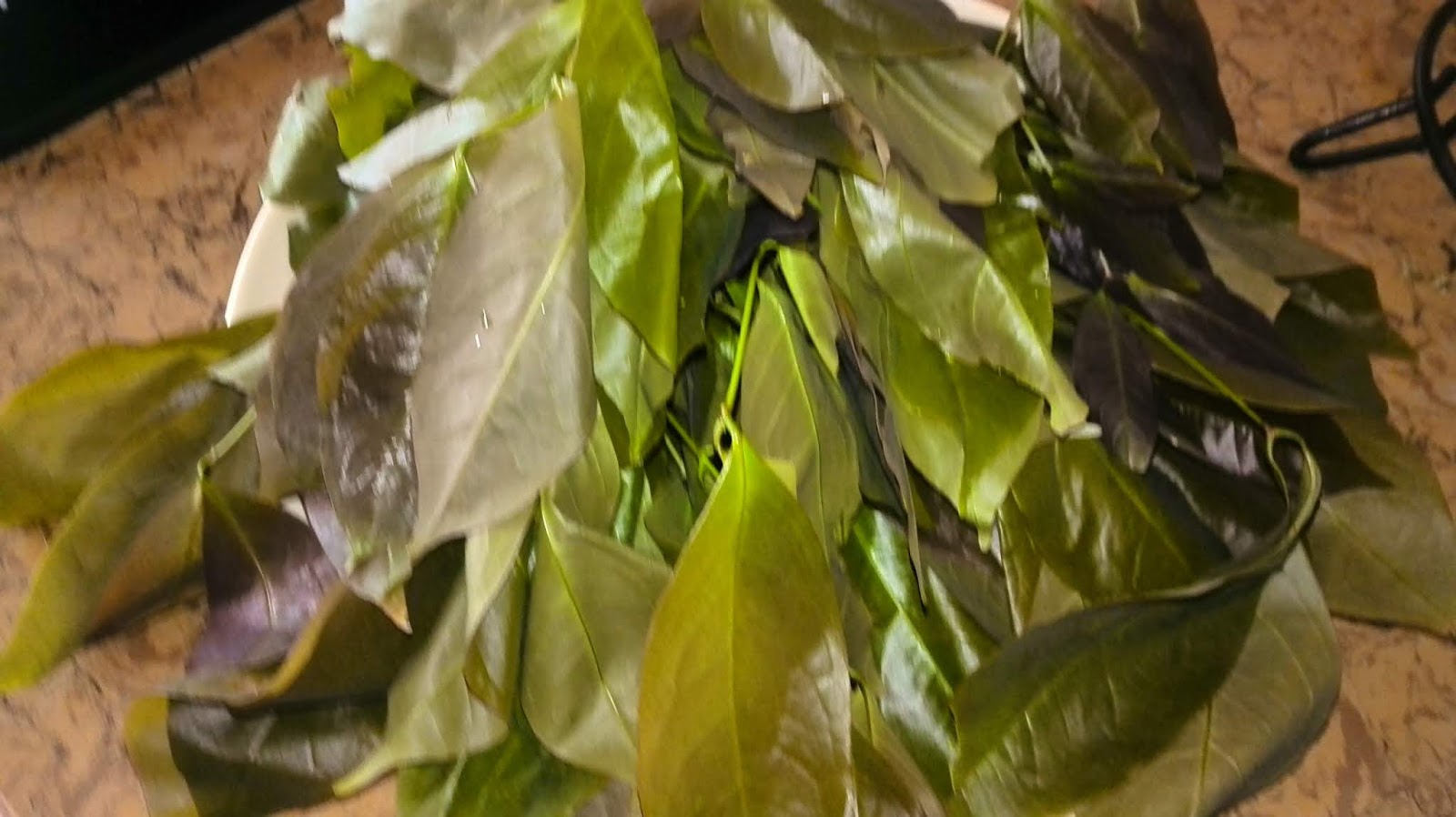 namakucella: ULAM PUCUK GENUAK a.k.a KERDAS