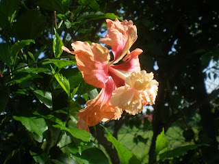Saya Suka Sekolah Saya: Bunga Raya di Laman Sekolahku