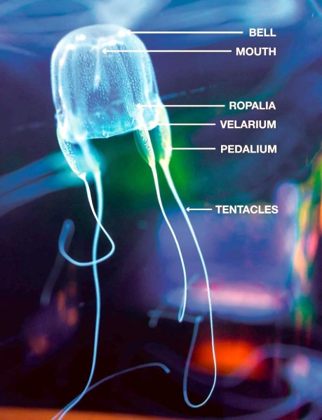 Evolution of venoms: Invertebrates: cone snails, jellyfish, and sea urchins