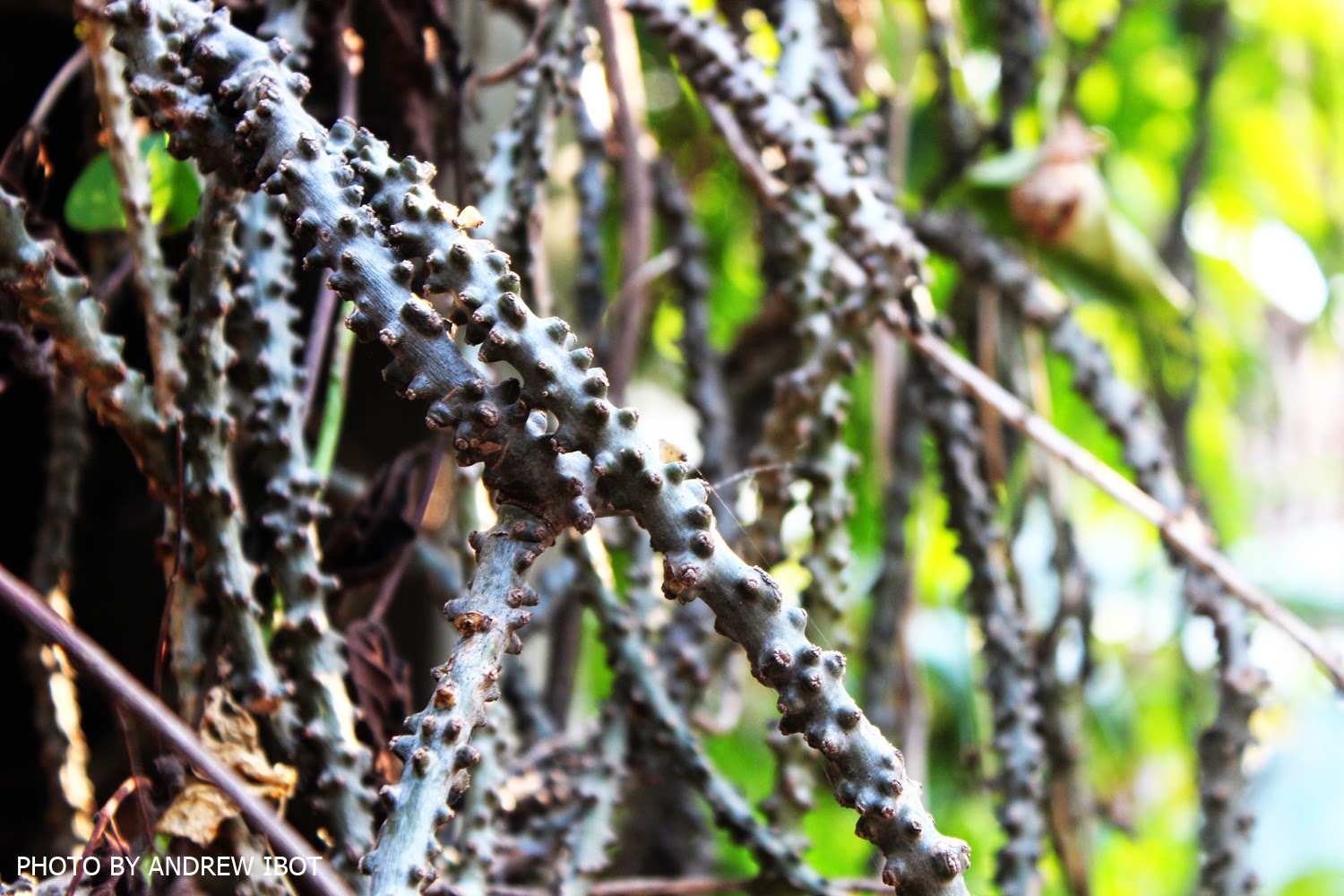 Ako si ANDREW IBOT!: Makabuhay (Tinospora rumphii Boerl)