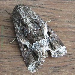 Koperasi Agro Belantik: Perosak Peringkat Awal Tanaman Padi