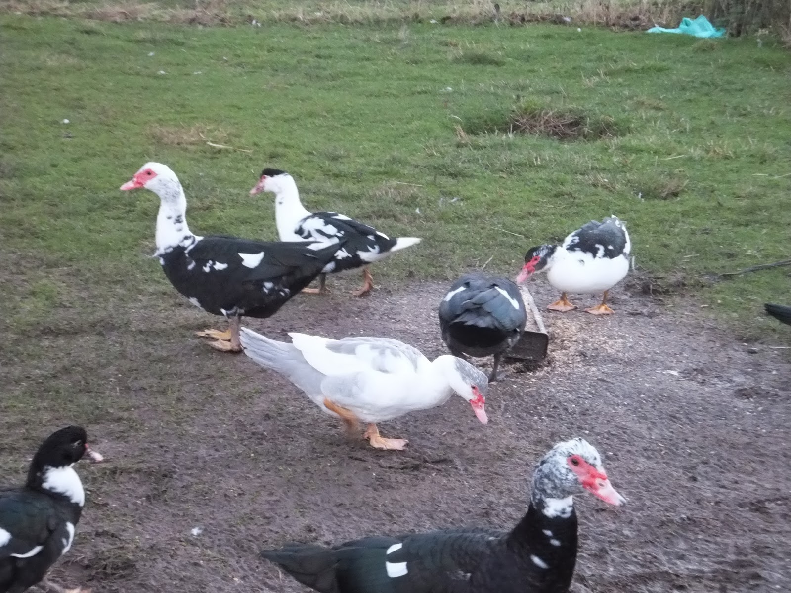 Bure Valley Farm