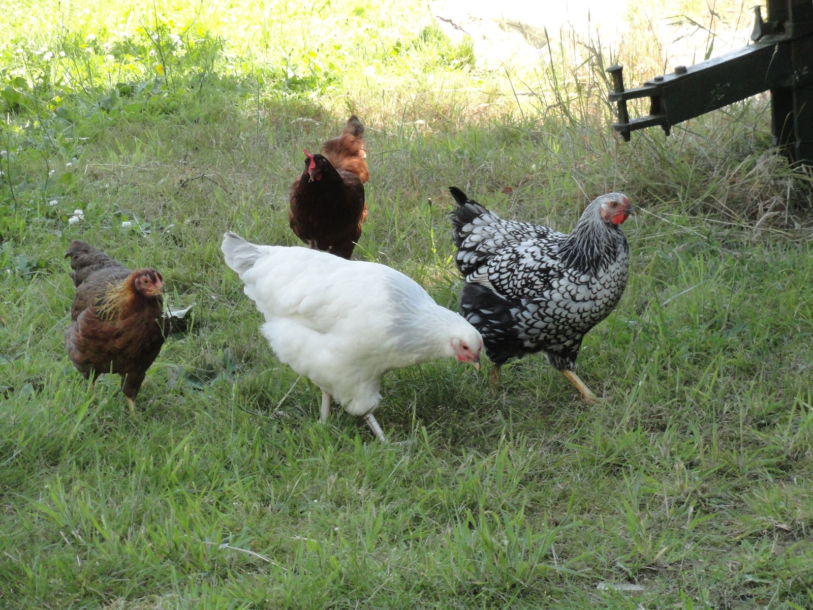 New from Gig Harbor, WA | BackYard Chickens - Learn How to Raise Chickens