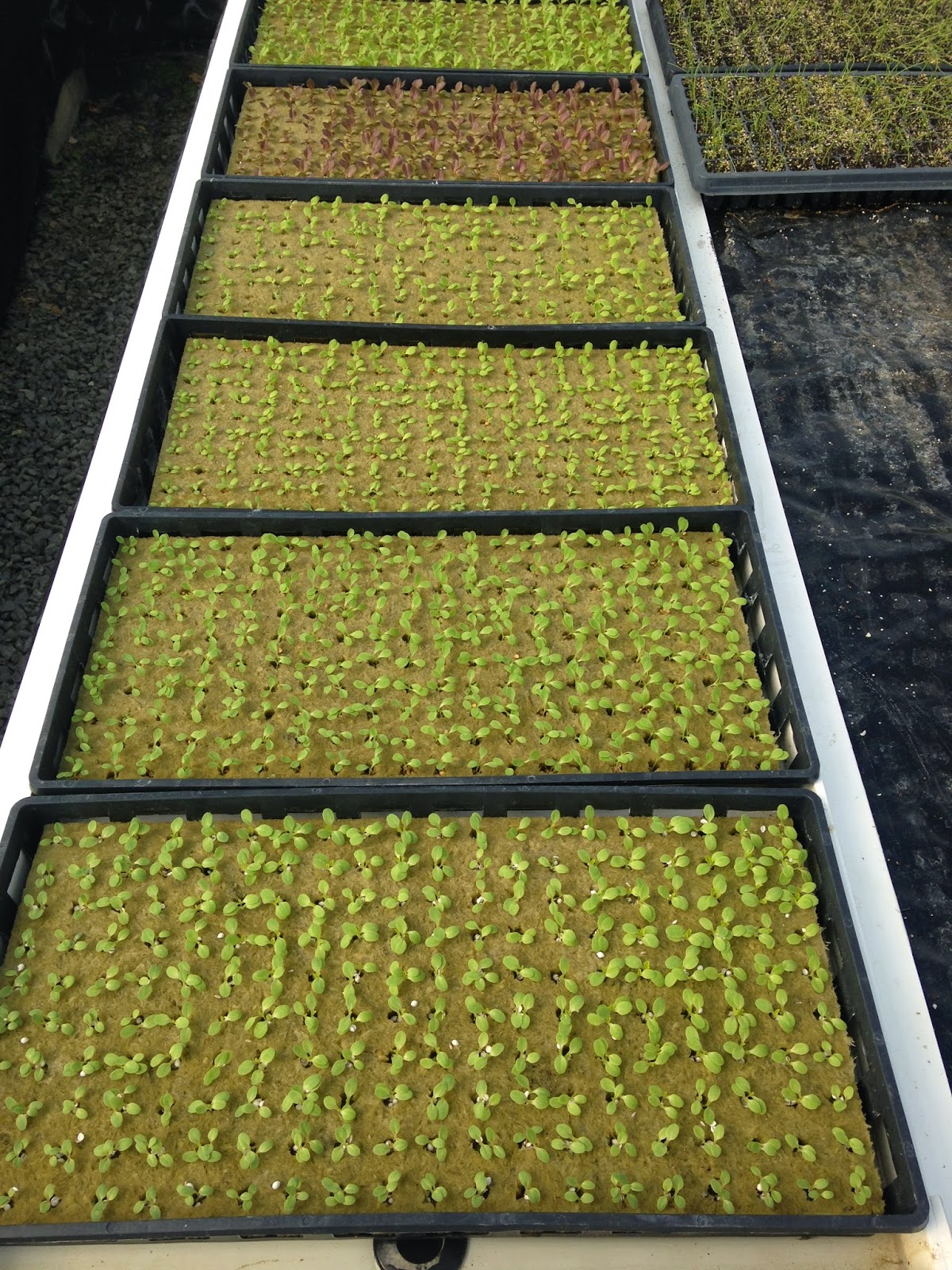 Stony Hill Farms CSA: Getting Ready for Spring Planting