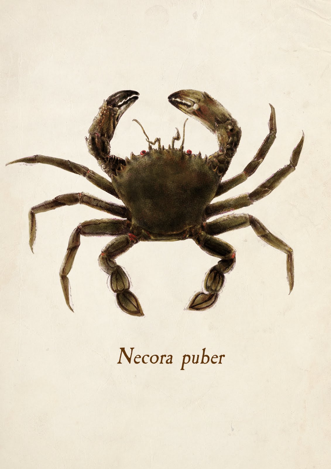 Alejandro Ocaña Salinas - Nécora (Necora puber) - Ilustra Fauna Marina