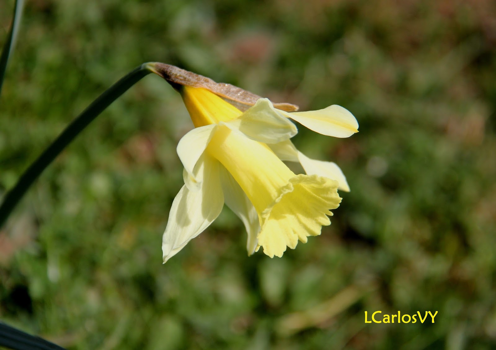 Plantas silvestres de Asturias: Narciso trompón - Narcissus tortuosus