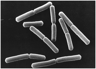 BAKTERI BACILLUS SUBTILIS ~ Dunia Pendidikan Masa kini