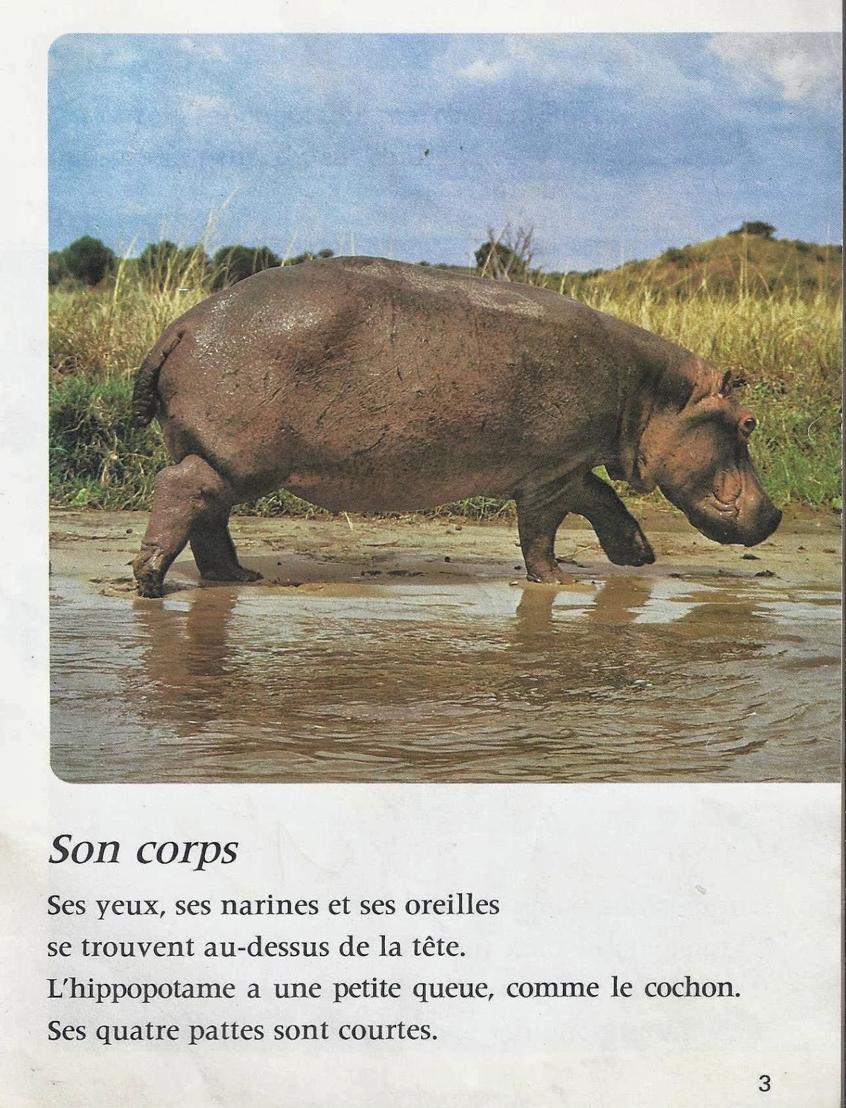 Leçons de choses: L'hippopotame