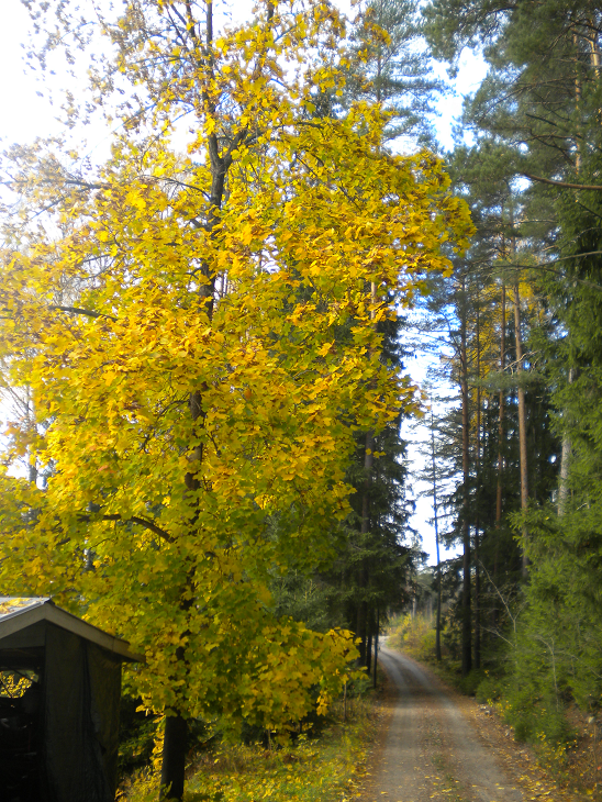 Sininen tupa: Kuka teillä syö vaahteran lehdet?