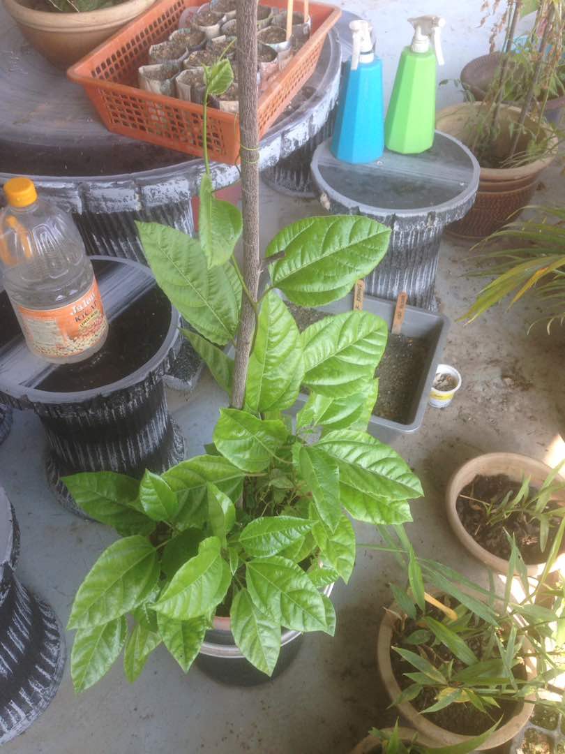 Jom Tanam Sayur ( JTS ) : Pokok Markisa dalam NR2Jom Tanam Sayur (JTS ...
