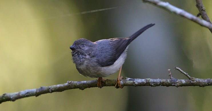 Species New to Science: [Ornithology • 2016] The Phylogenetic Position ...