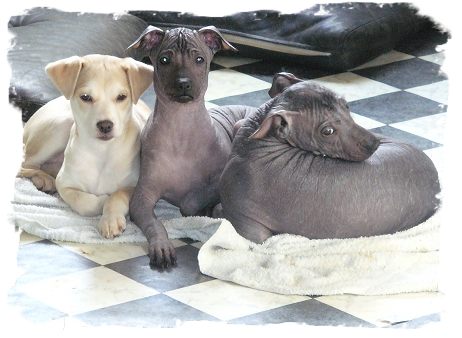Diva Dogs and Funky Felines: In Praise of Hairless Pets - Be Bald and ...
