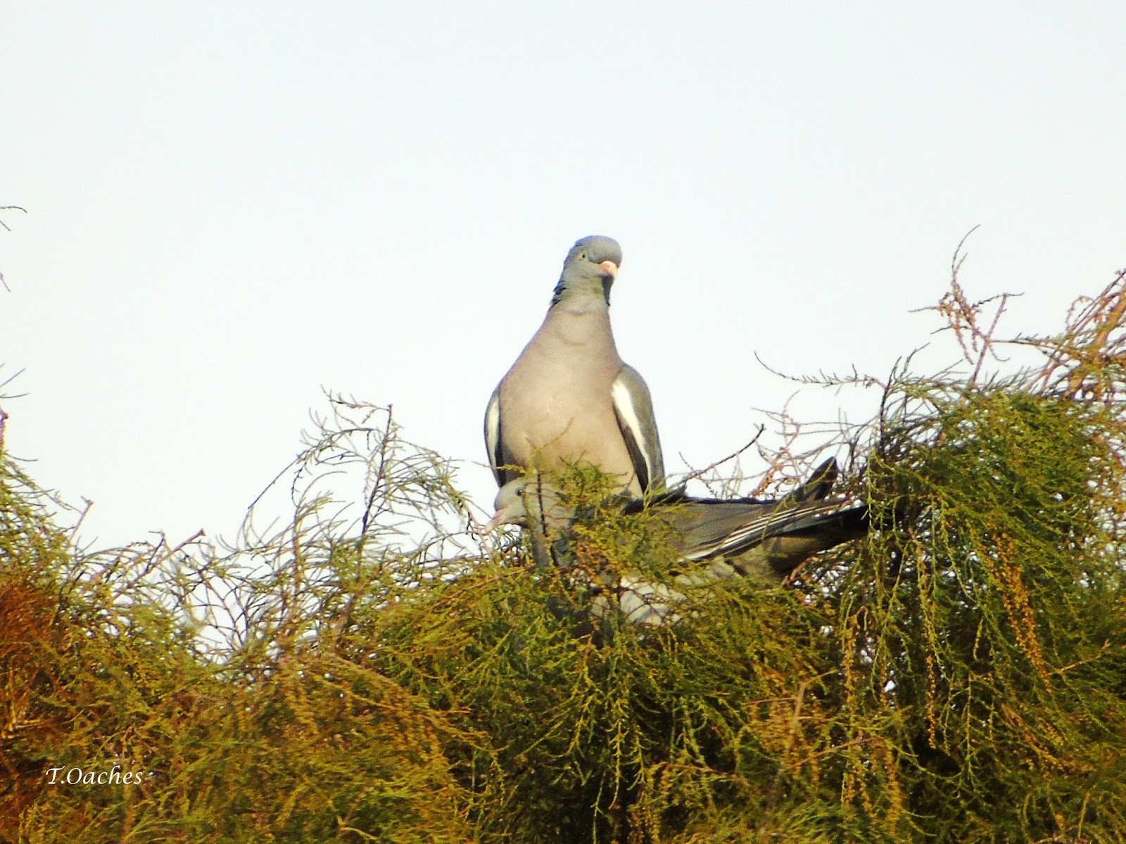 PASARI DIN ROMANIA: PORUMBEL SALBATIC GULERAT, Columba palumbus