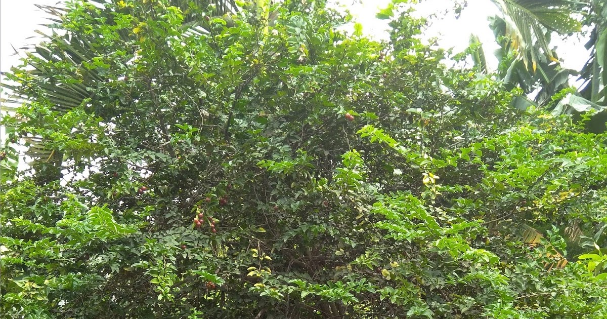 Buah Kingkip | warta cikupa