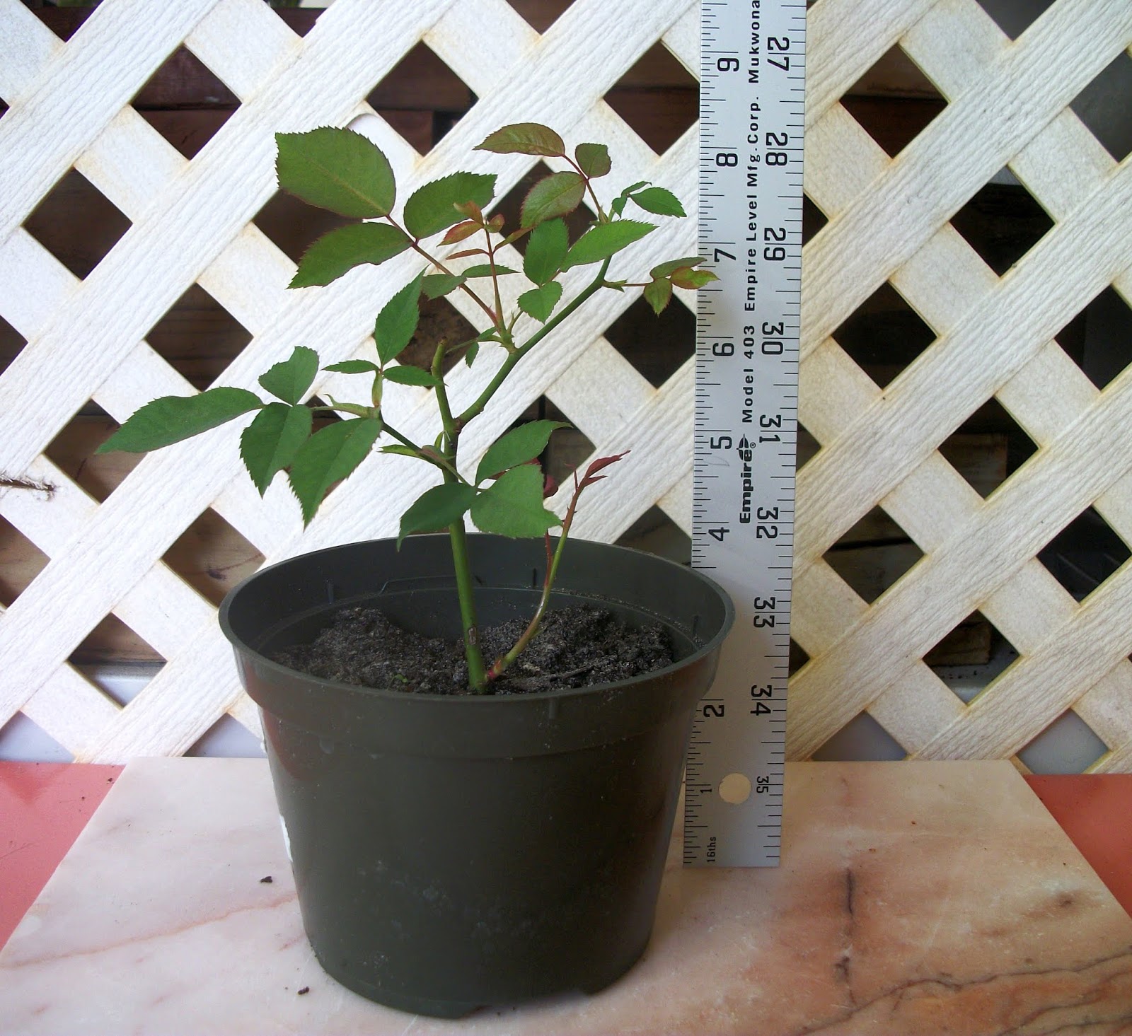 ZafuChi: Louis Philippe Roses