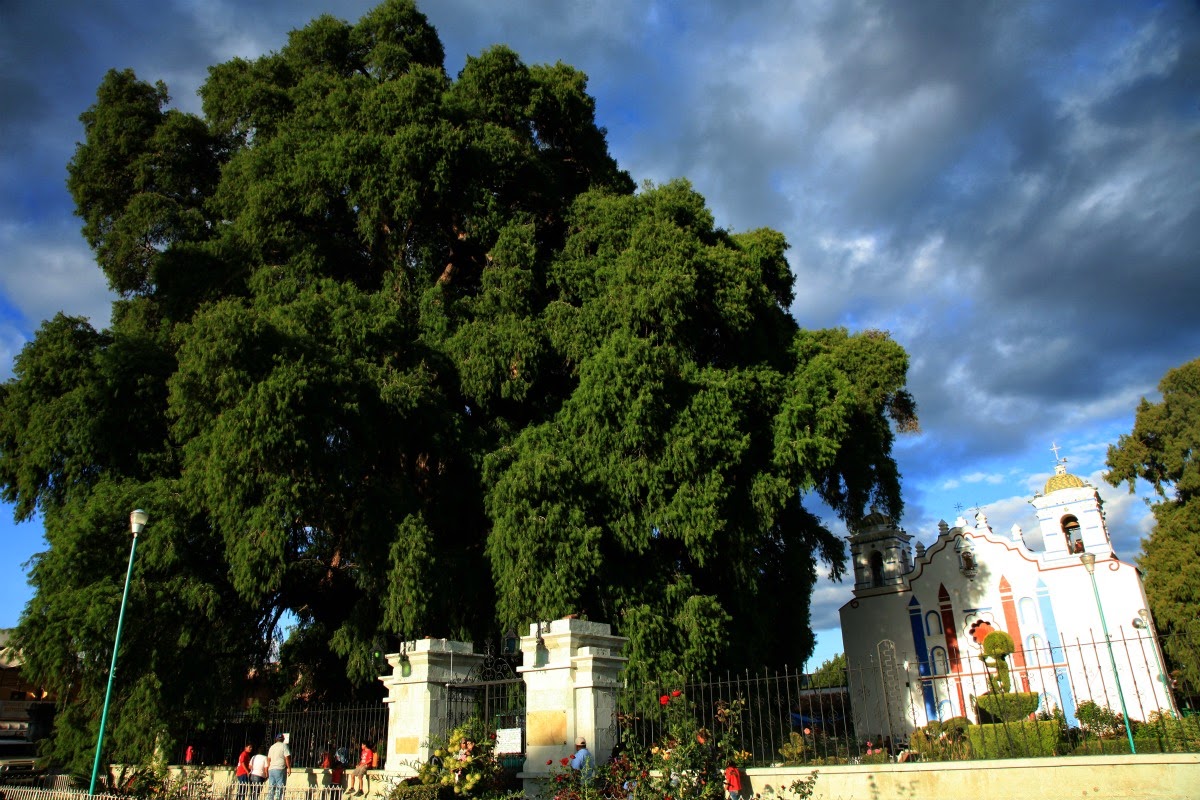 centros turisticos de oaxaca: visita Santa Maria el Tule