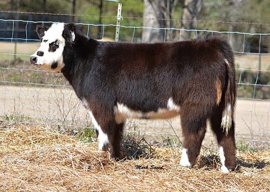 RCC Blog: Sullivan Show Cattle Selling tonight