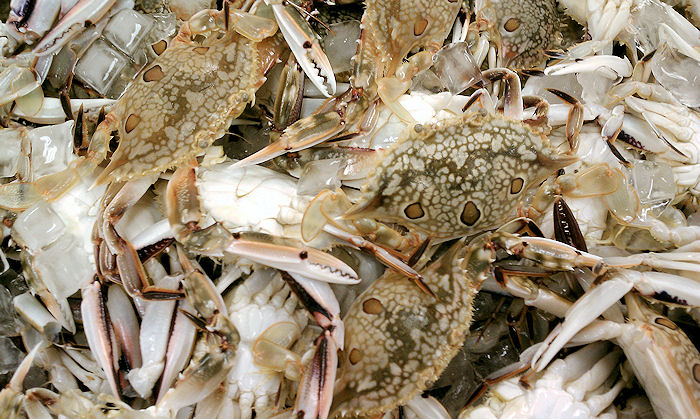 Left Field Wander: Chinatown Marketplace: Seafood