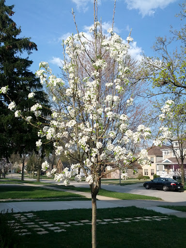 Cleveland Pear Tree - 2012 Spring