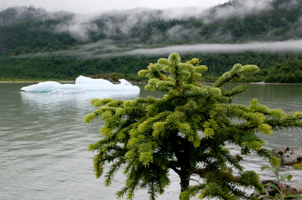 Data Series #4: Climate change and human inertia | Catholic Ecology