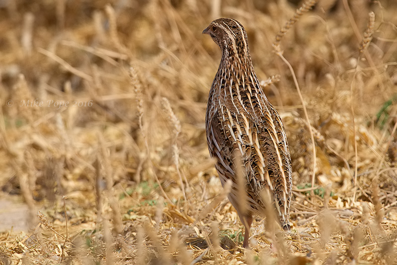 Kuwait Birding: A bevy of Buzzards