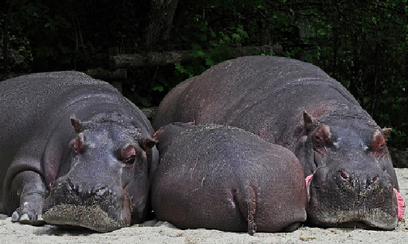 A Life Whatever: Top 10 Best Zoo’s In The World