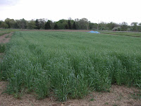 IowaVegetables: Winter rye: a versatile cover crop