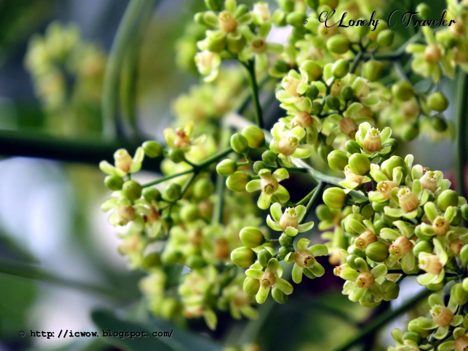 Mahogany flower (মেহগনি ফুল) - Swietenia macrophylla