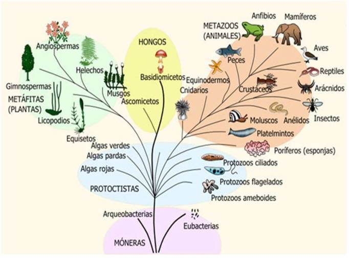 iesmibiogeobat1: TEMA 6: LA CLASIFICACIÓN DE LOS SERES VIVOS