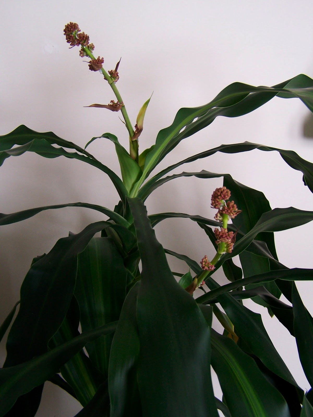Chez Lannis: Corn Plants: a how to guide