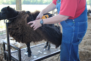 OLDESOUTH FARM: Spring is over and summer takes the stage...